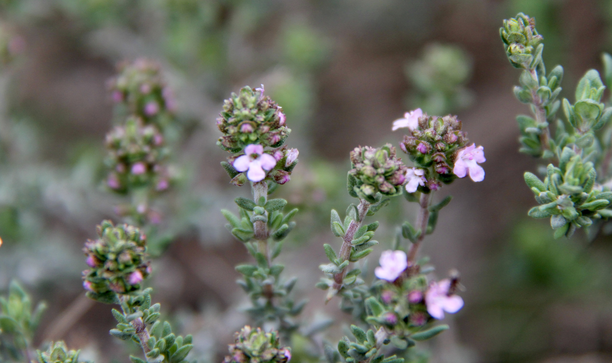Thymus vulgaris L.