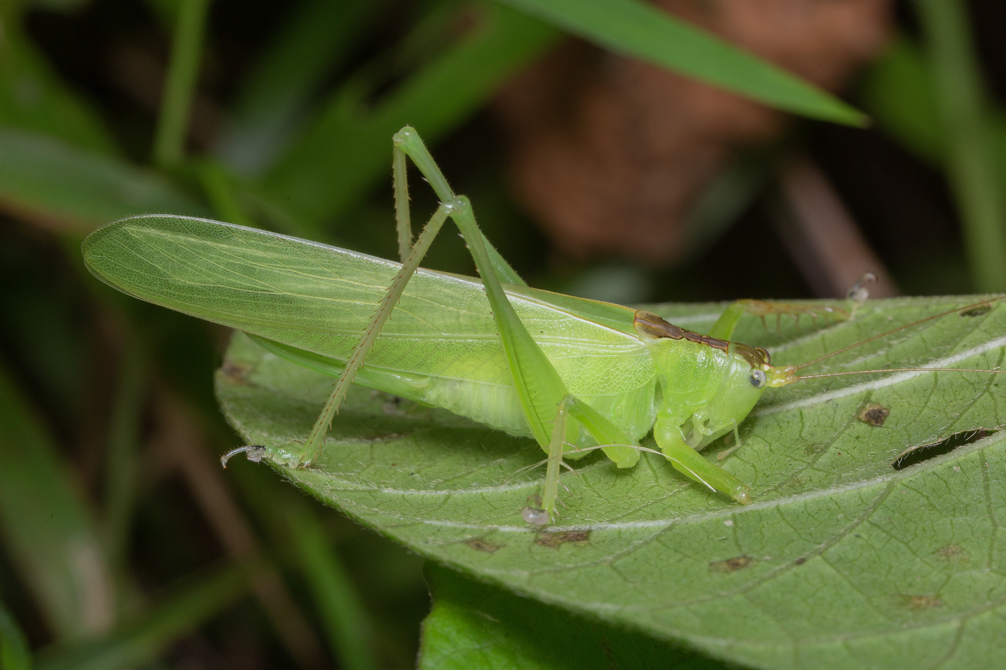 Hexacentrus unicolor Serville, 1831