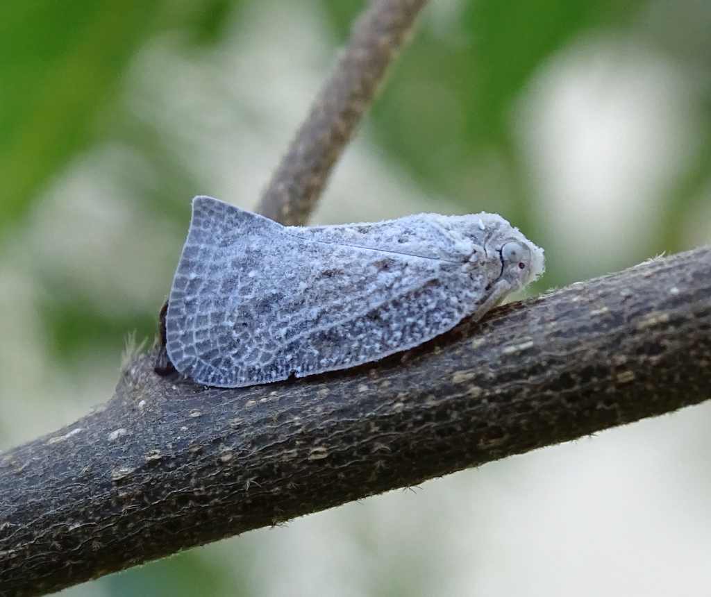Flatinae from Klein Windhoek, Windhoek, Namibia on March 15, 2023 at 04 ...