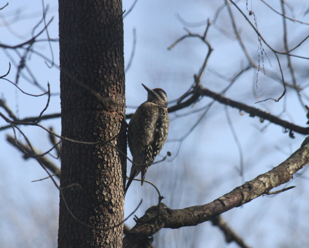 Yellow-bellied Sapsucker in December 2020 by Falon Yates · iNaturalist