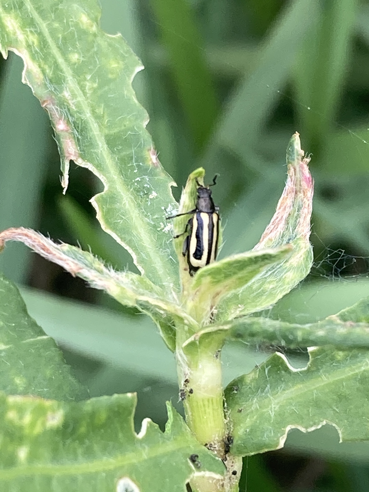 Agasicles Jacoby, 1904