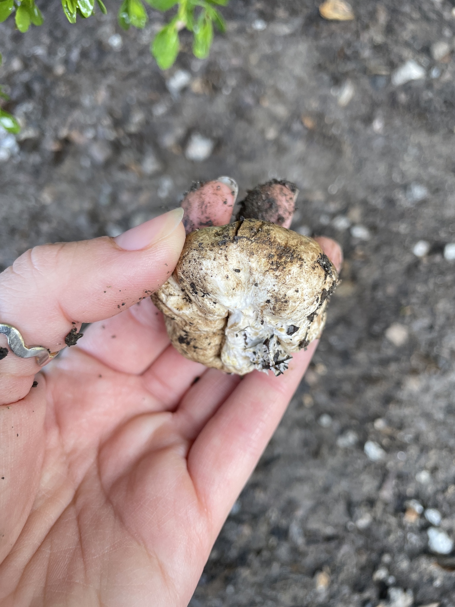 Scleroderma cepa Pers.