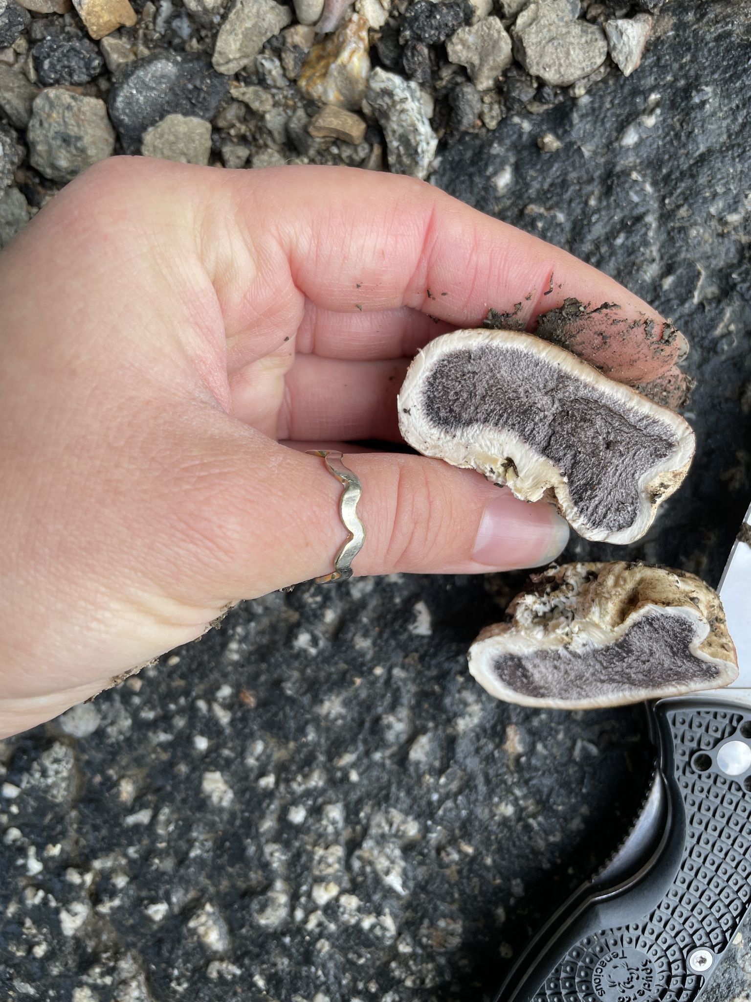 Scleroderma cepa Pers.