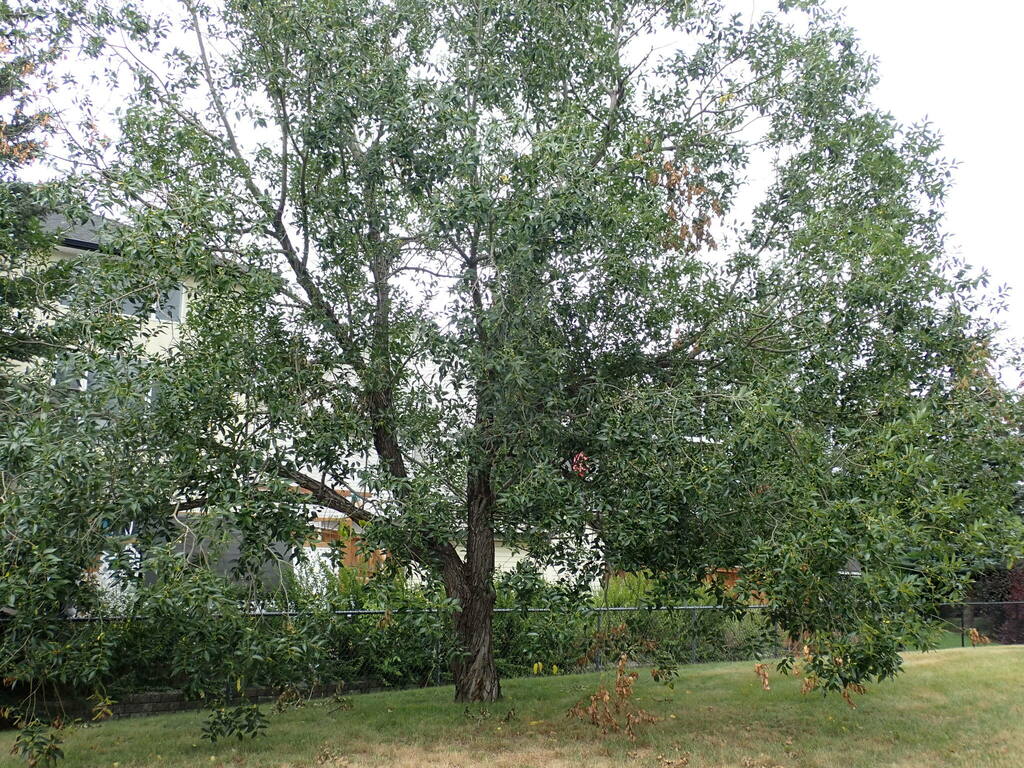 Willows from Douglasdale, Calgary, AB T2Z, Canada on August 25, 2022 at ...