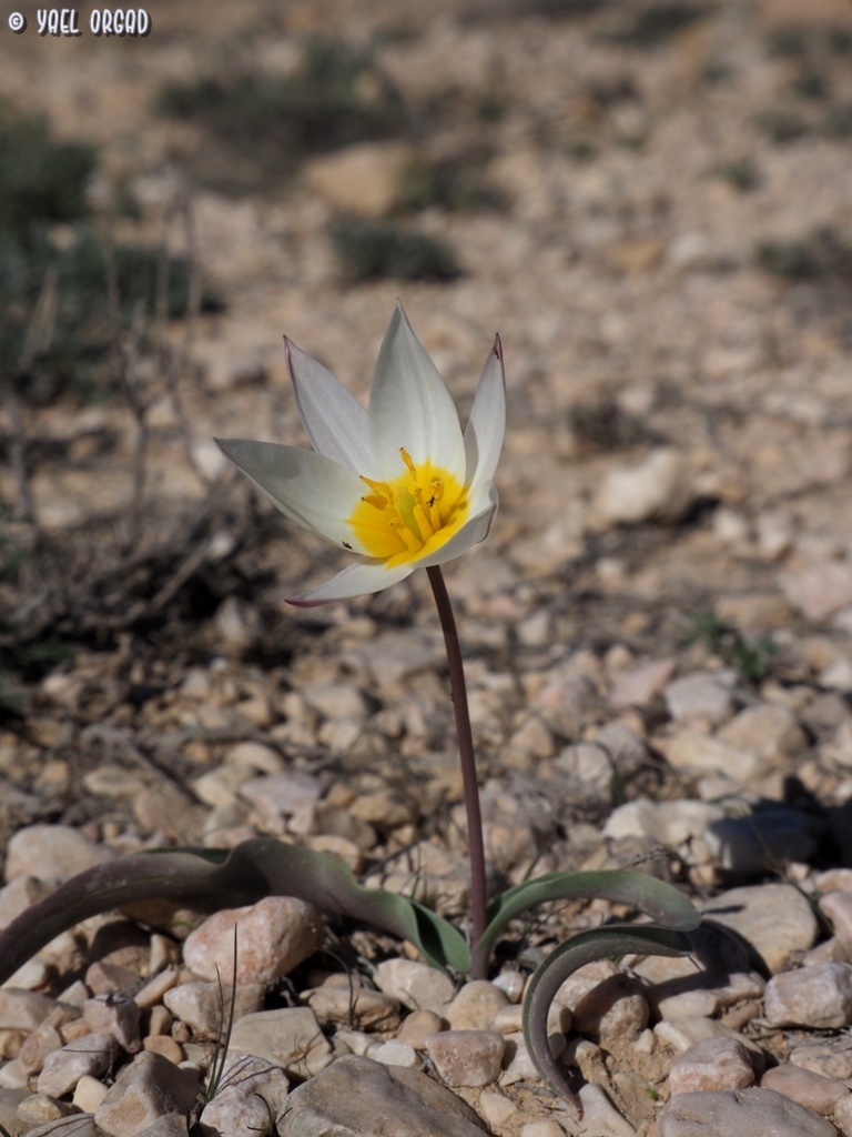 Tulipa biflora Pall.