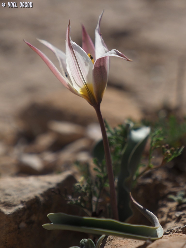 Tulipa biflora Pall.