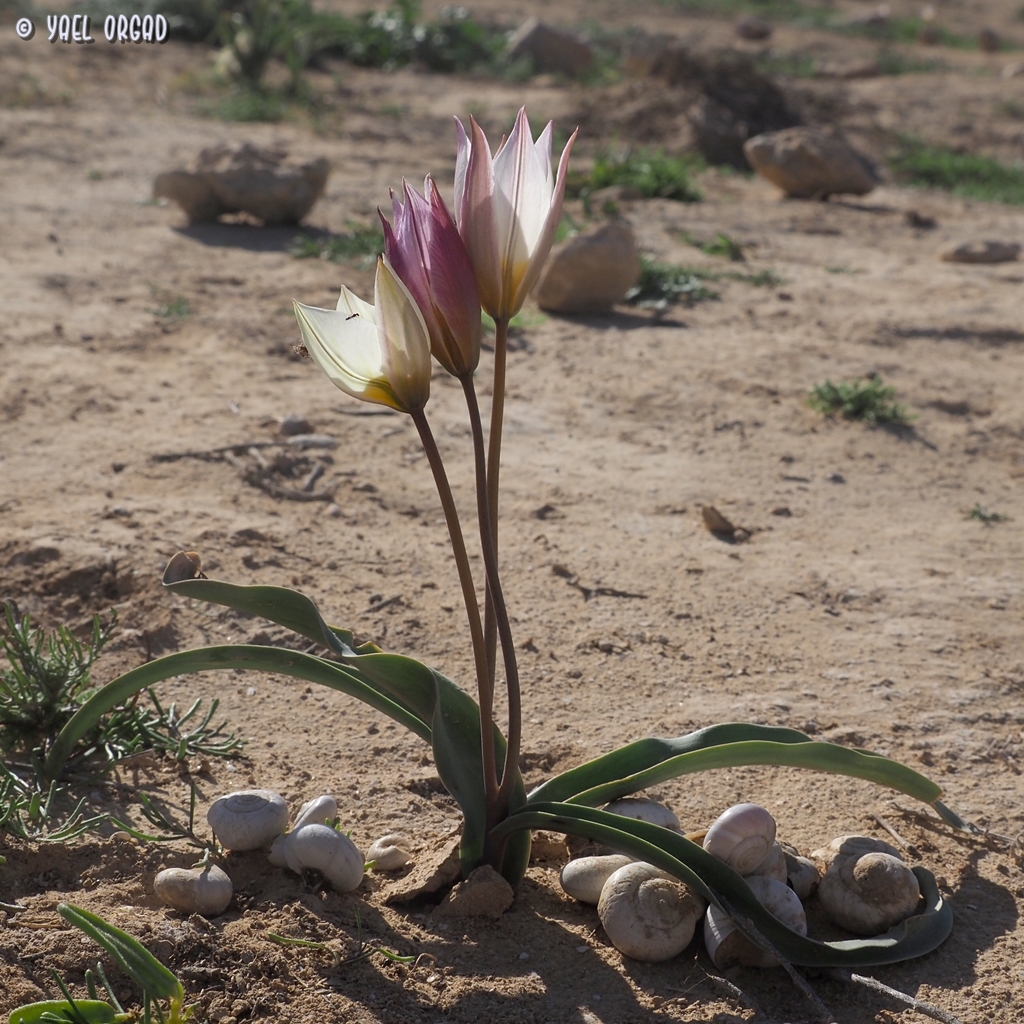 Tulipa biflora Pall.