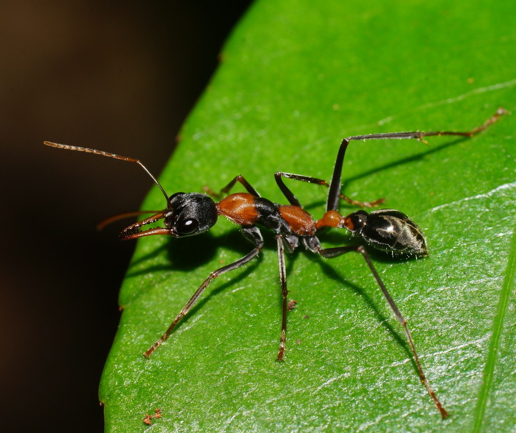 Jumping Jack Ant from Wallingat NSW 2428, Australia on October 4, 2018 ...