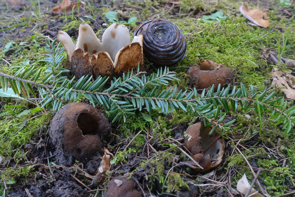 cedar cup from Bochum Südwest, Bochum, Deutschland on March 15, 2023 at ...