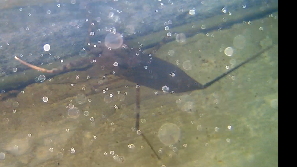 Laccotrephes from Kati, Mali on November 01, 2018 by Louis Beney ...