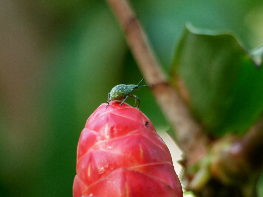 Exophthalmus jekelianus from Limón, Pococí, Costa Rica on February 24 ...