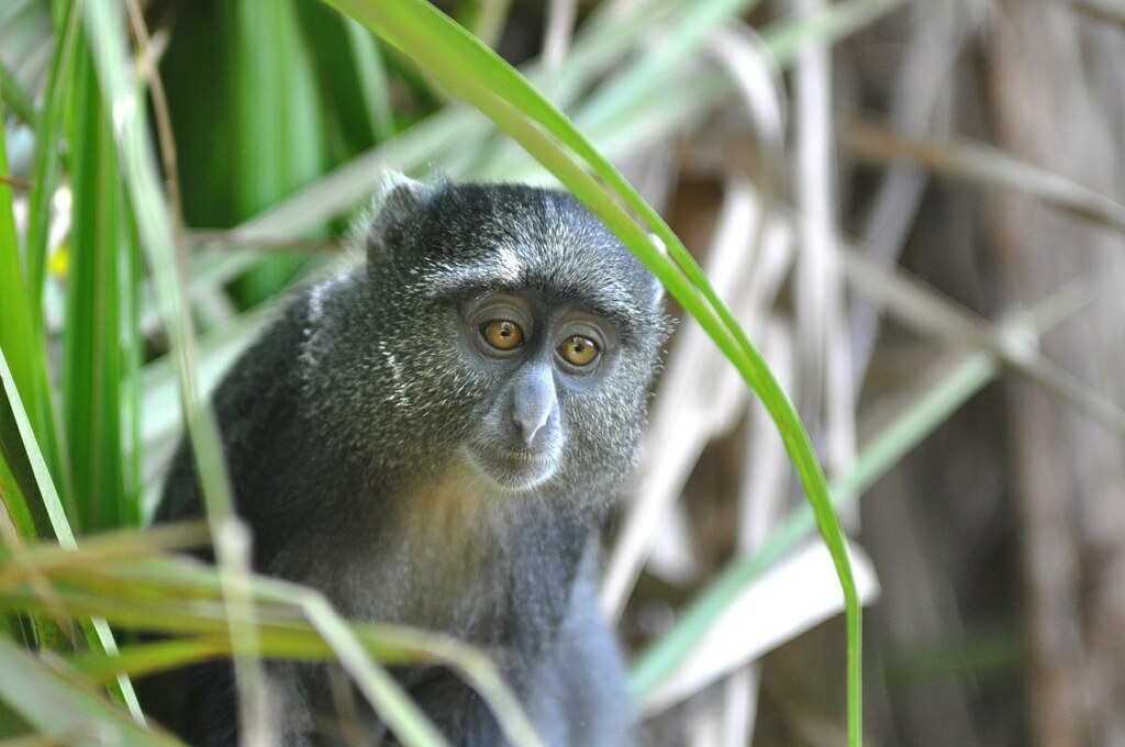Manyara Monkey in November 2011 by Kalle Rainio · iNaturalist