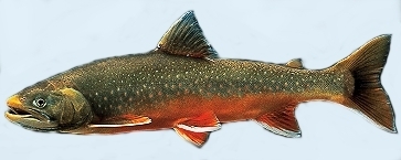 Ladoga char (Salvelinus lepechini) · iNaturalist United Kingdom