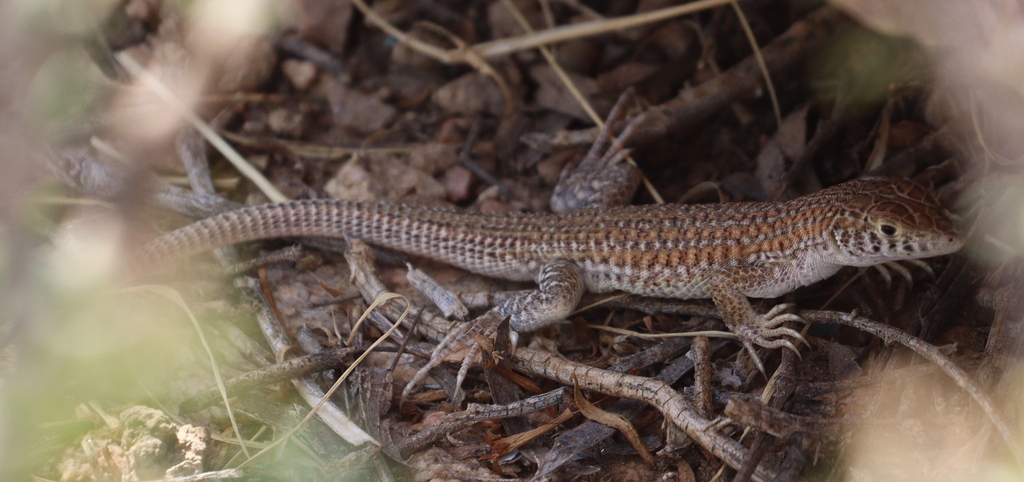 Bosc’s Fringe-toed lizard from Ahad Rafidah Saudi Arabia on March 4 ...