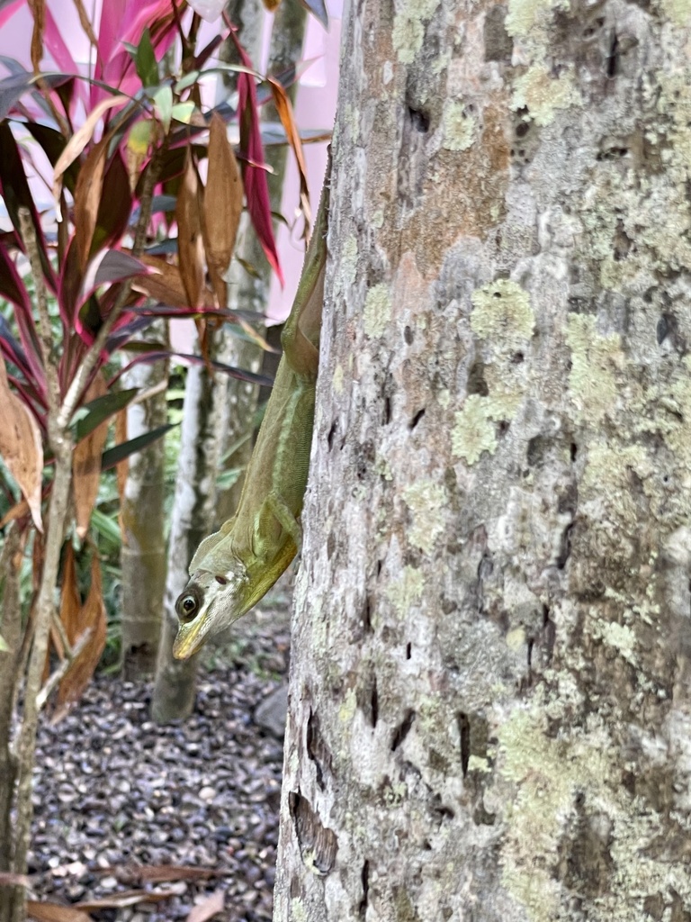Grenada Tree Anole from Grenada, Grenada, GD on March 15, 2023 at 12:24 ...