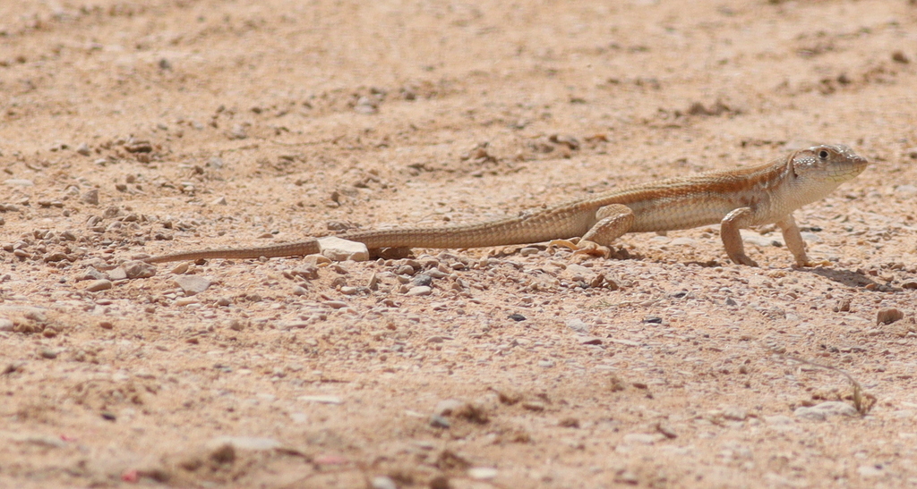 Bosc’s Fringe-toed lizard from Riyadh Saudi Arabia on March 8, 2023 at ...