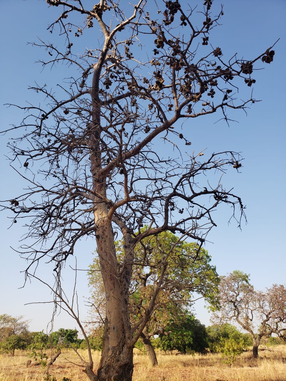 Sterculia setigera Delile