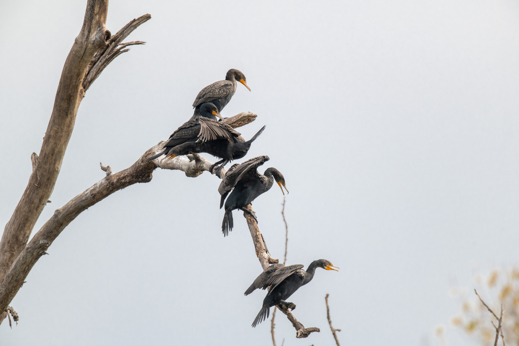Double-crested Cormorant from Lewisville, TX, USA on March 14, 2023 at ...