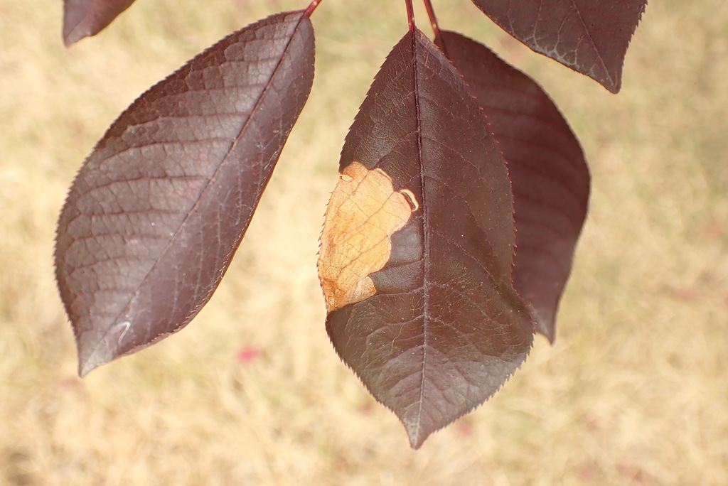 Winged and Once-winged Insects from Douglasdale, Calgary, AB T2Z ...