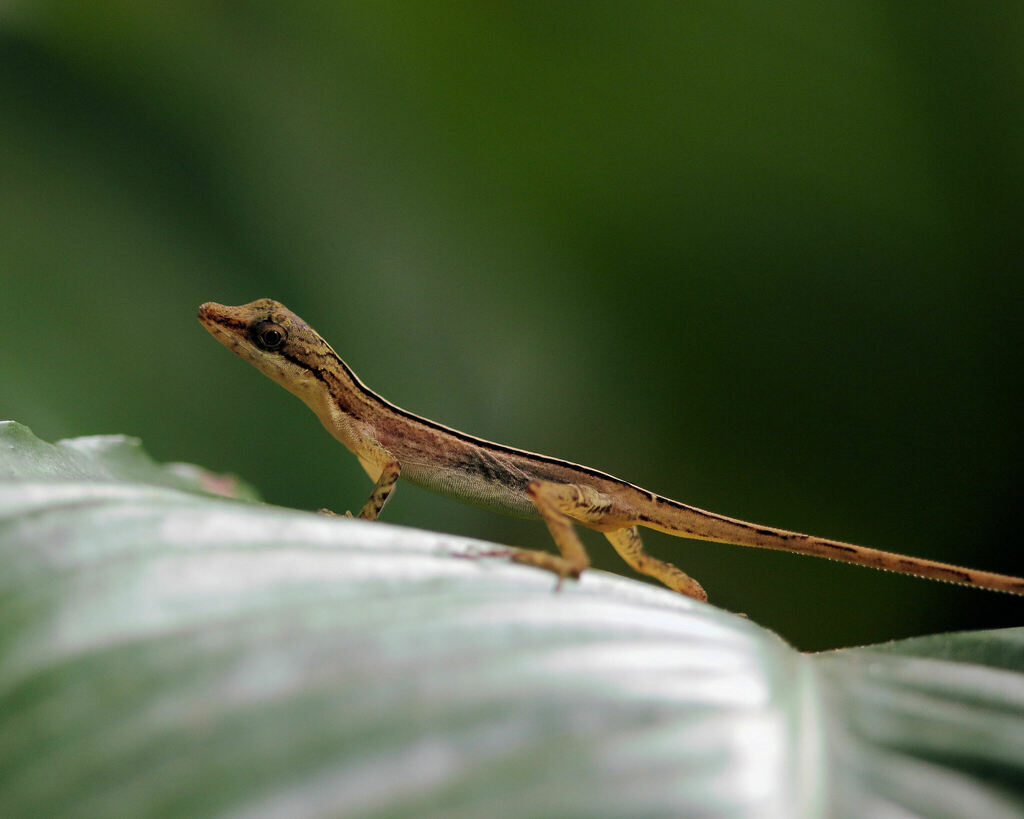 Border Anole from 3km Sureste del Liceo, 3km South of the High School ...