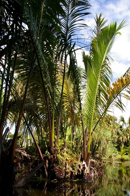 Mangrove Palm from Cairns QLD, Australia on June 13, 2011 at 11:08 AM ...