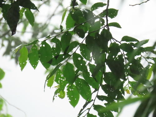 Banara glauca · iNaturalist