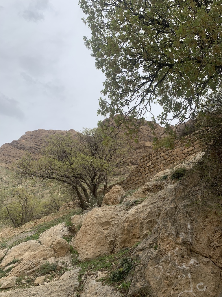 Persian oak from Kermanshah Province, Iran on March 15, 2023 at 08:43 ...