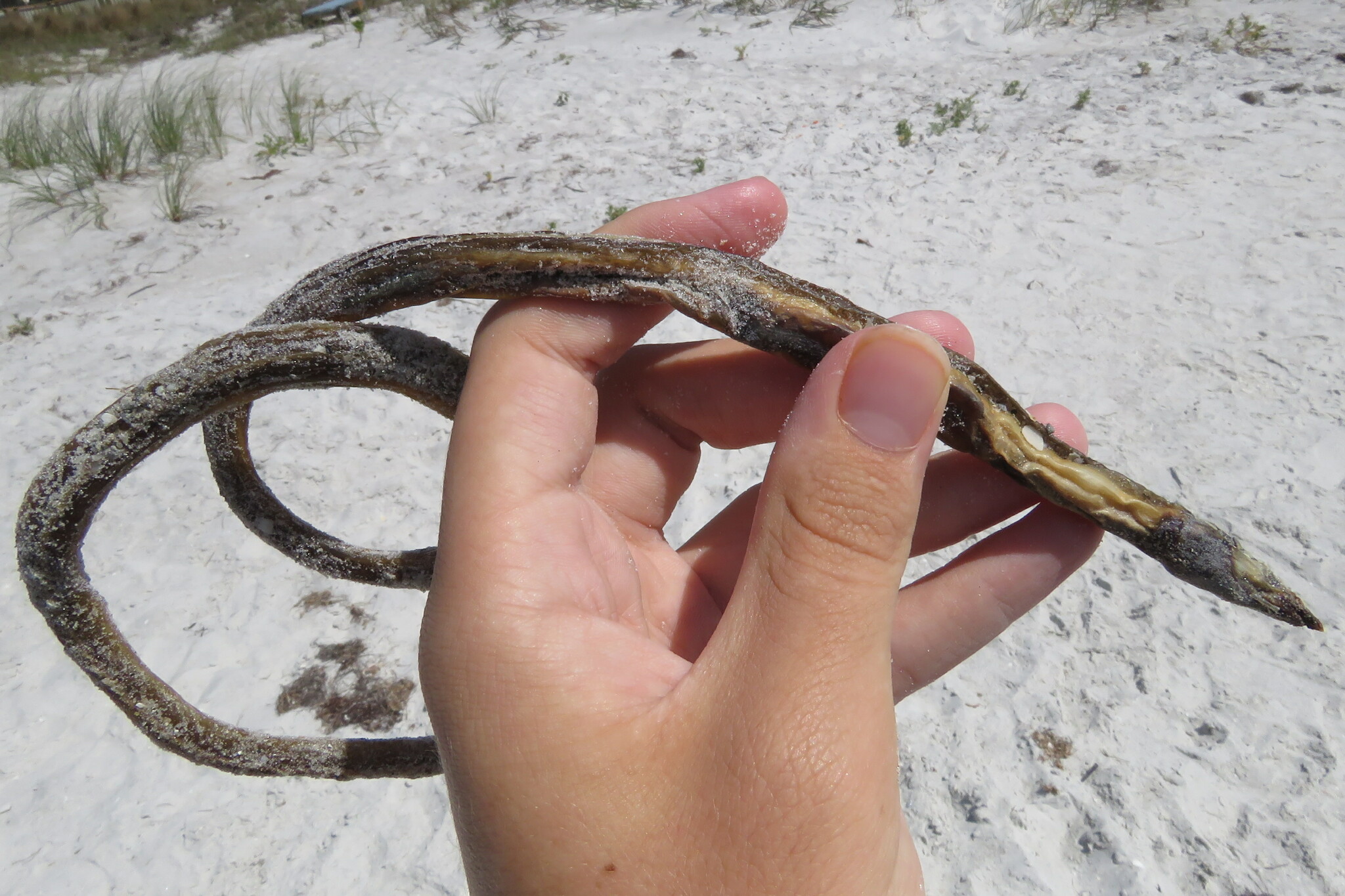 Bascanichthys bascanium (Jordan, 1884)