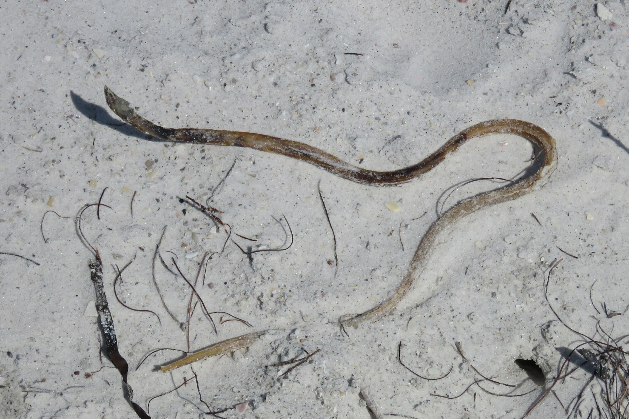 Bascanichthys bascanium (Jordan, 1884)