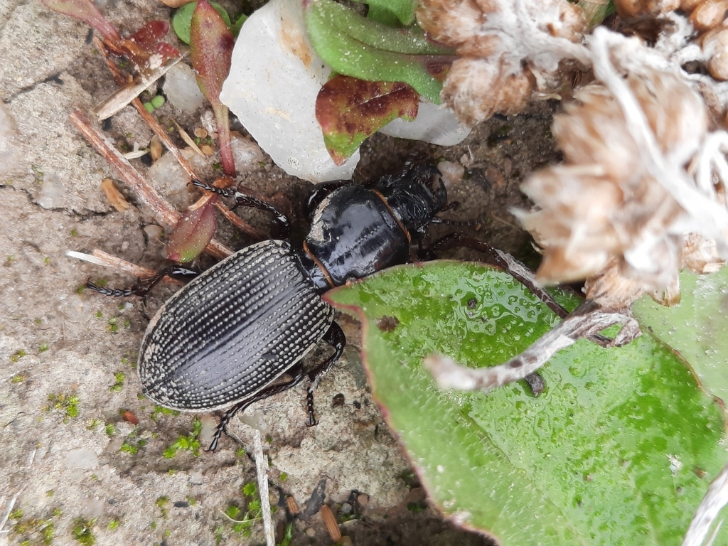 Mecodema moniliferum from Tokarahi 9491, New Zealand on March 15, 2023 ...