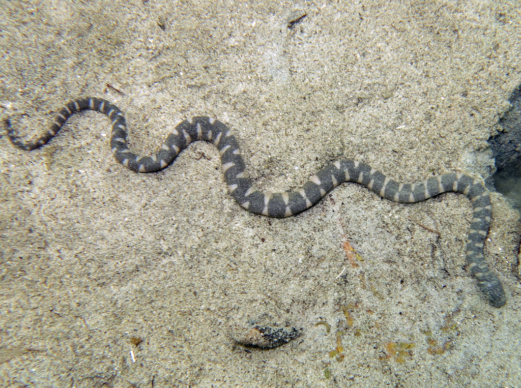Marine File Snake from Parc national marin de Bunaken, Sulawesi du Nord ...