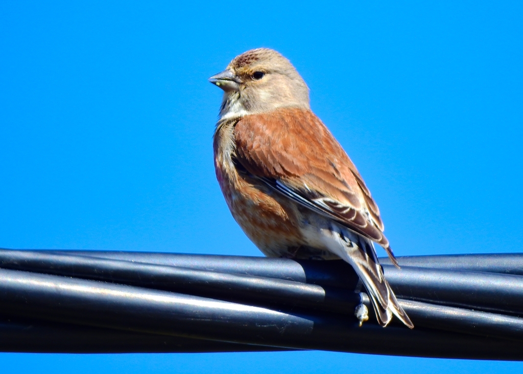 Eurasian Linnet from Costa da Caparica, Portugal on March 15, 2023 at ...