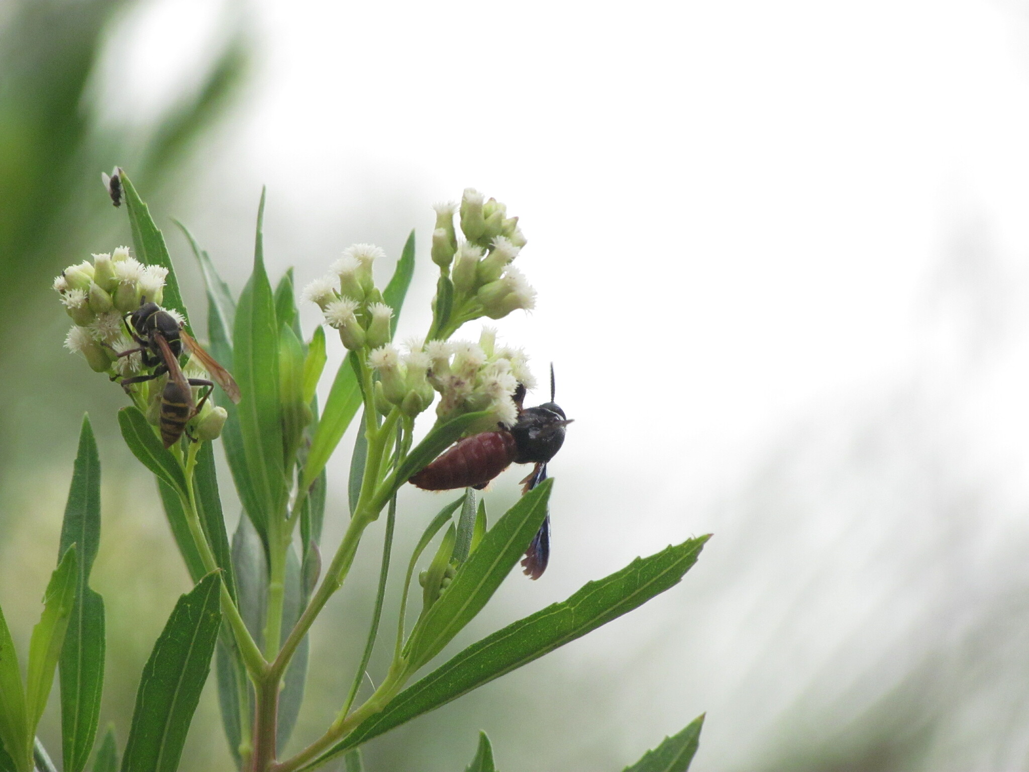 Scolia J.C.Fabricius, 1775