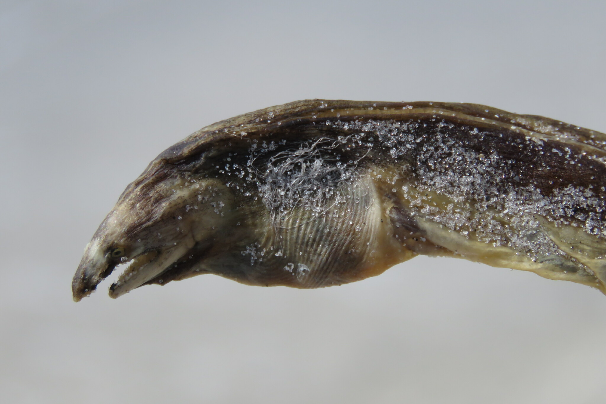 Bascanichthys bascanium (Jordan, 1884)