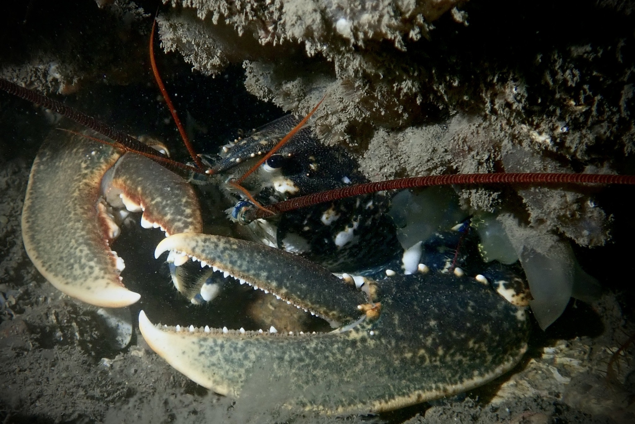 Homarus gammarus (Linnaeus, 1758)