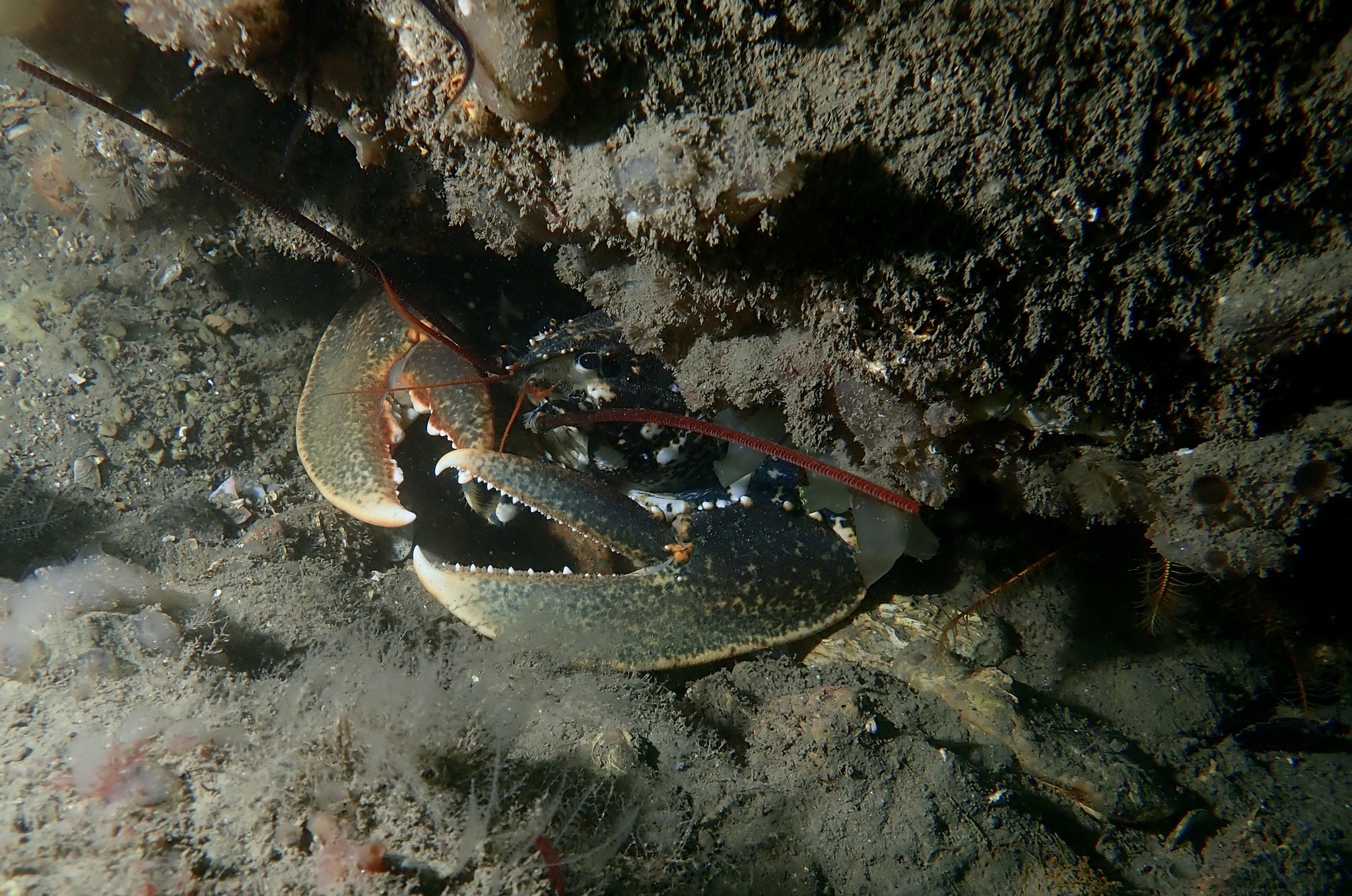 Homarus gammarus (Linnaeus, 1758)
