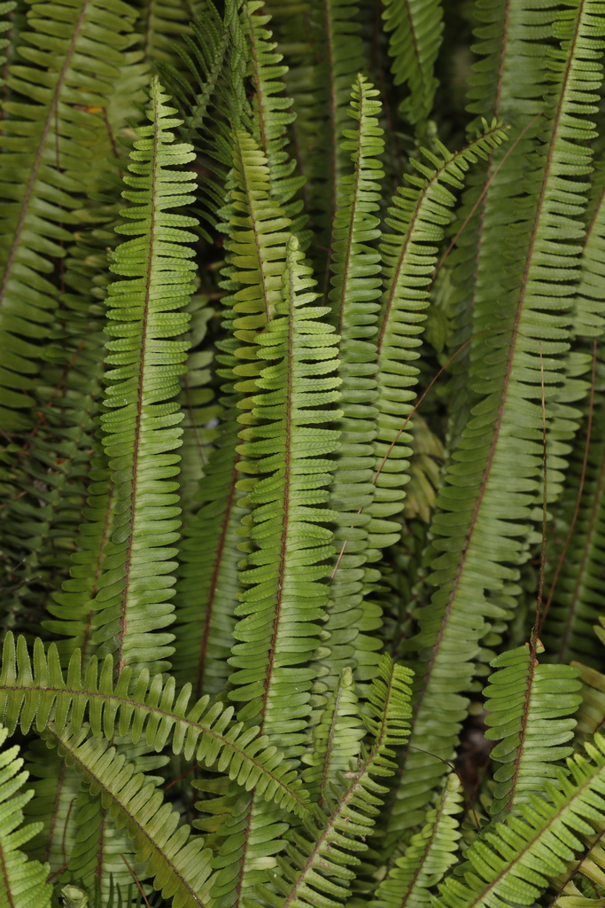 Fishbone Fern from Brevard County, FL, USA on May 20, 2020 at 02:48 PM ...