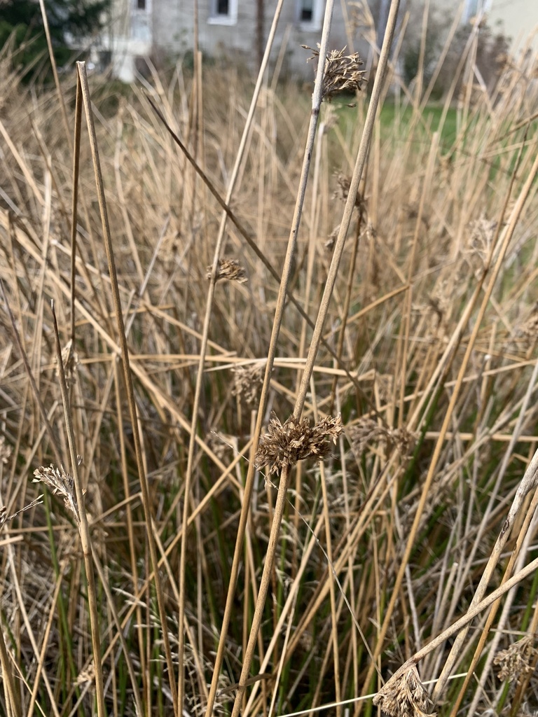 Soft Rush from University of Victoria, Saanich, BC, CA on March 14 ...
