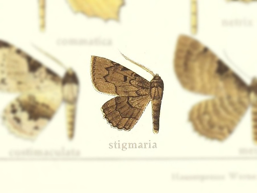 Ergavia stigmaria · iNaturalist
