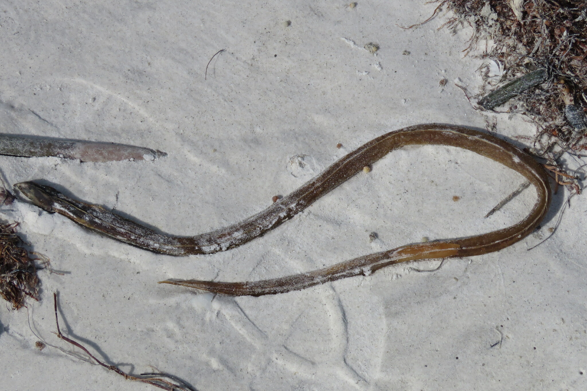 Bascanichthys bascanium (Jordan, 1884)