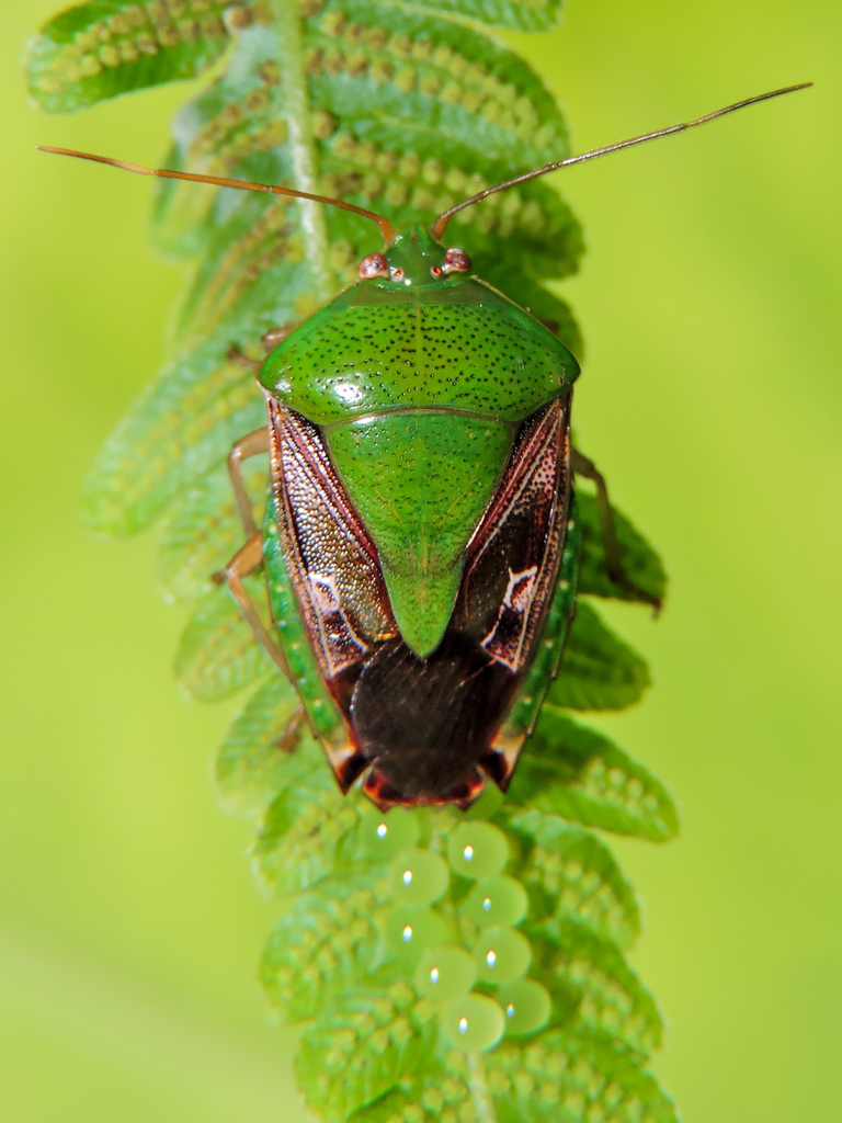 Edessa expolita (Costa Rica Insects) · iNaturalist