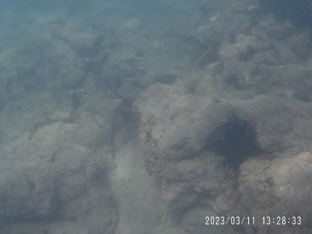 Spotted Boxfish from Maui County, HI, USA on March 11, 2023 at 01:28 PM ...