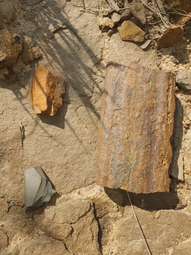 Phylum Peltaspermophyta · iNaturalist