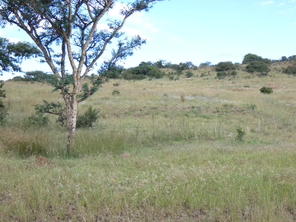 Natal grass from Amajuba District Municipality, South Africa on March ...