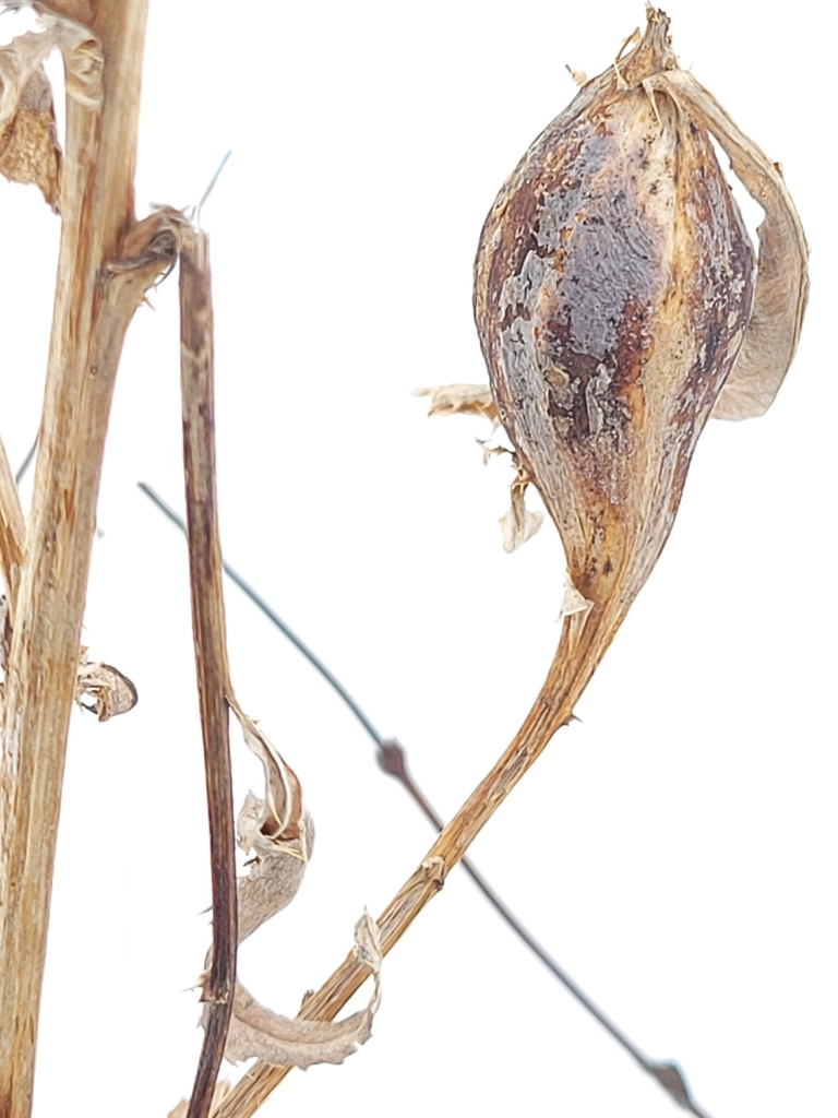 Thistle Stem Gall Fly from Winnipeg, MB R2H 0G9, Canada on March 15 ...