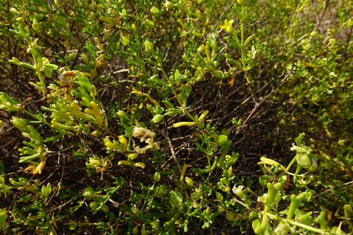 Shrubby Twinleaf (Roepera aurantiaca) · iNaturalist