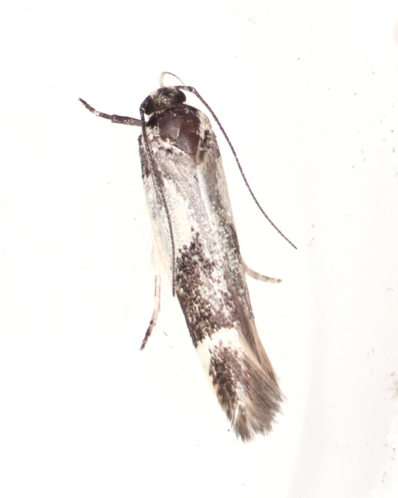 Curved-horn Moths from Gordon VIC 3345, Australia on March 15, 2023 at ...