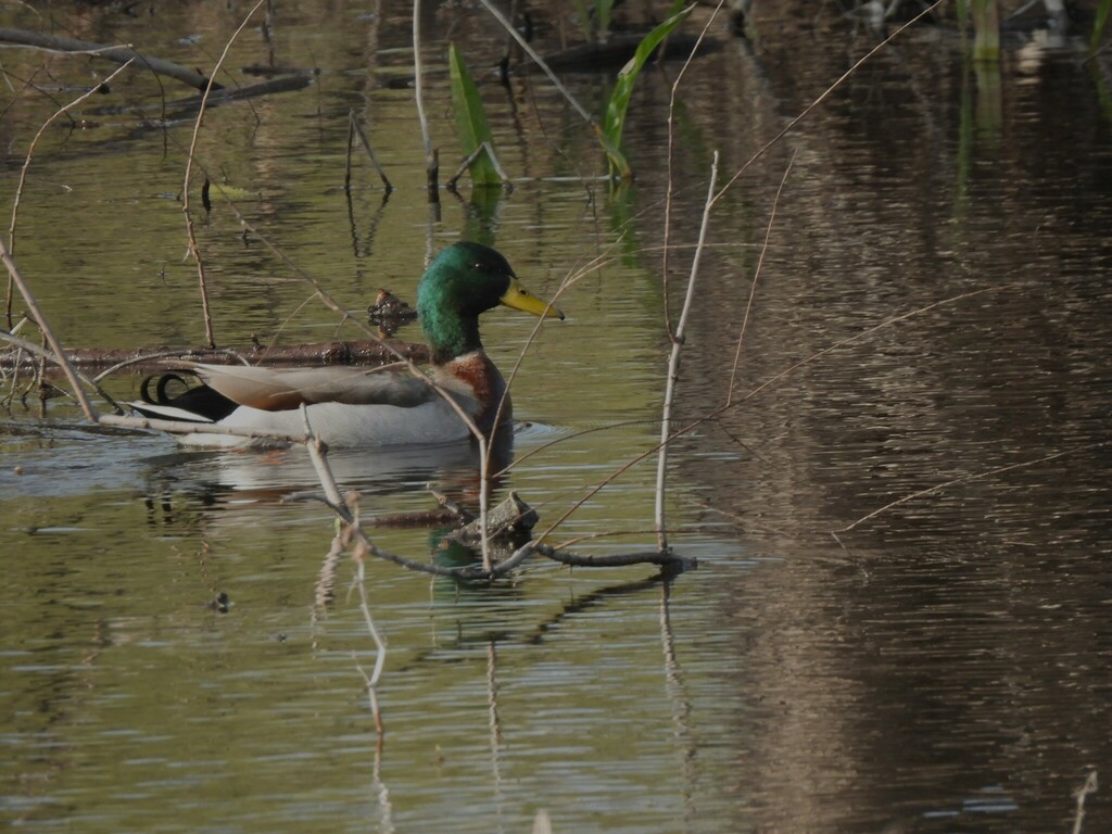 Mallard from Fort Worth, TX, USA on March 15, 2023 at 09:36 AM by ...
