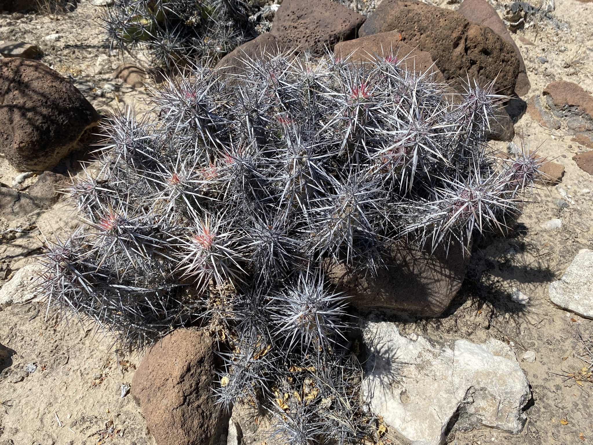 Grusonia invicta (Brandegee) E.F.Anderson
