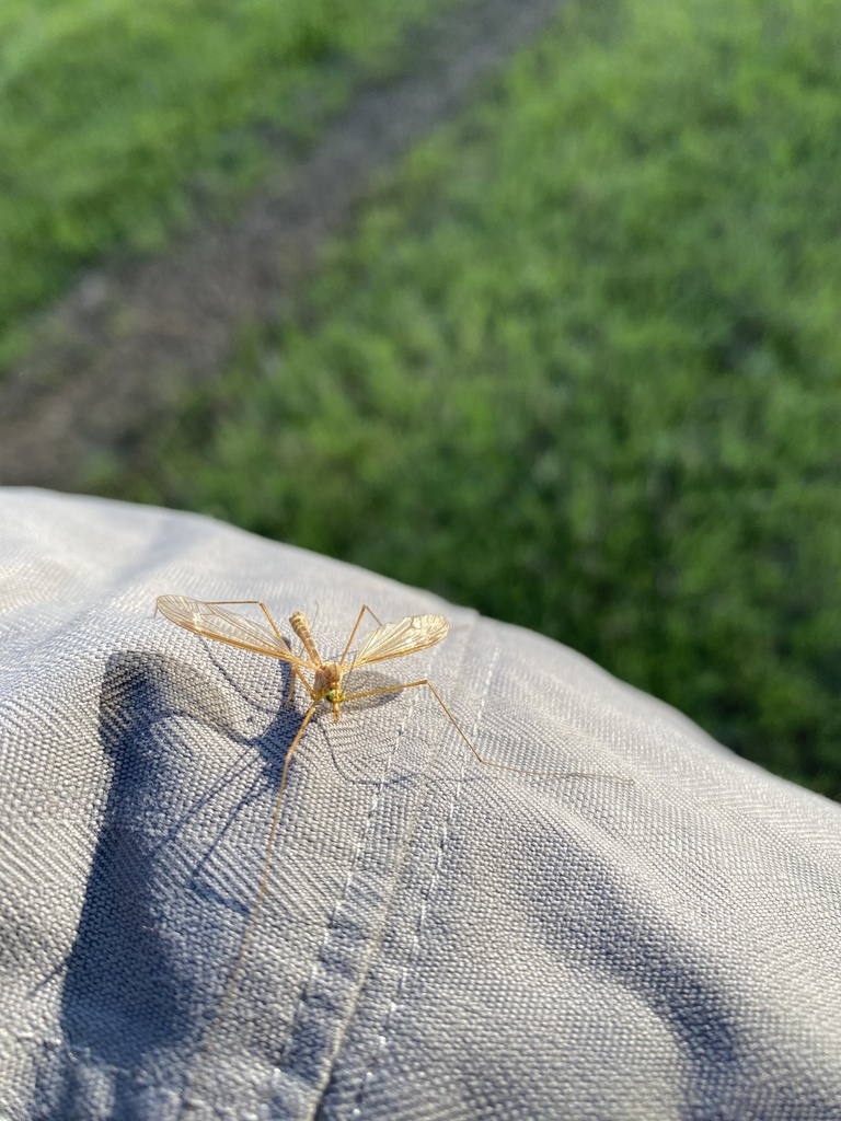 Crane Flies from River Legacy Park, Arlington, TX, US on March 15, 2023 ...